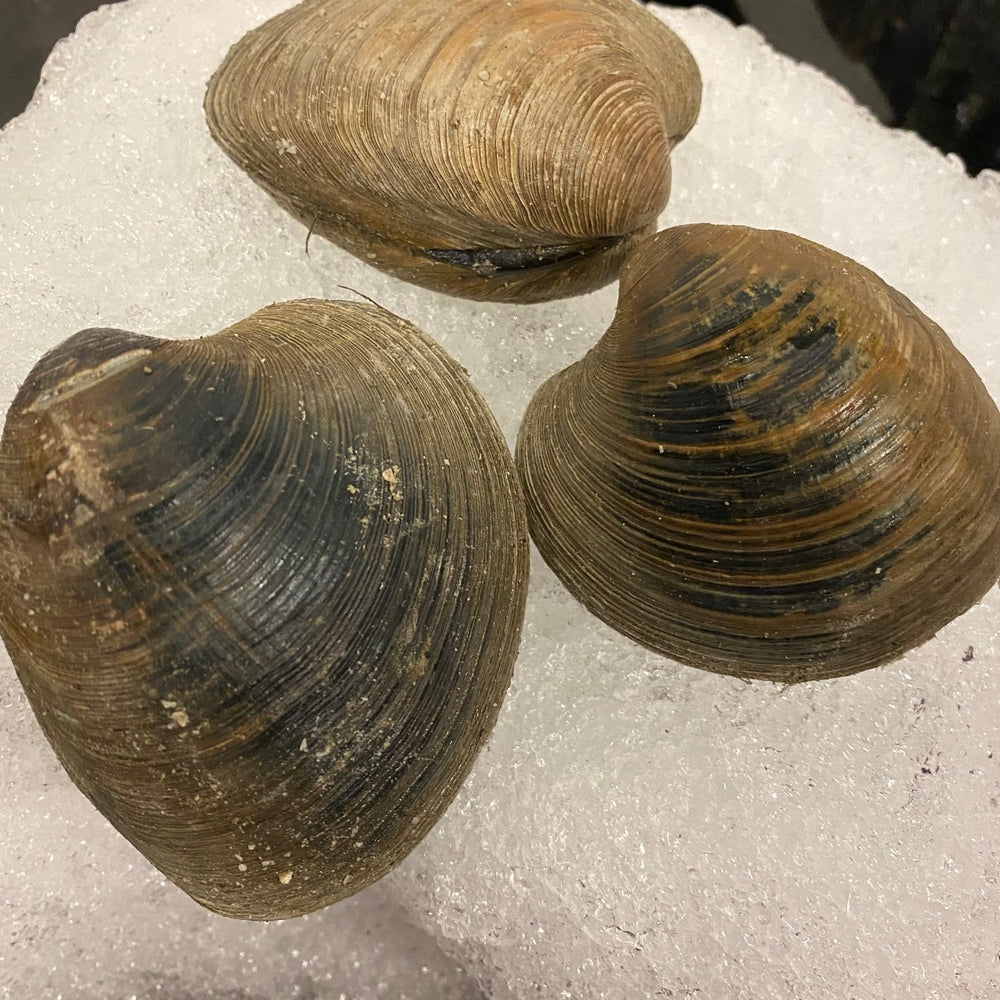 Fresh Crab Meat | Frying Clams Shipped - The Fresh Lobster Company ...