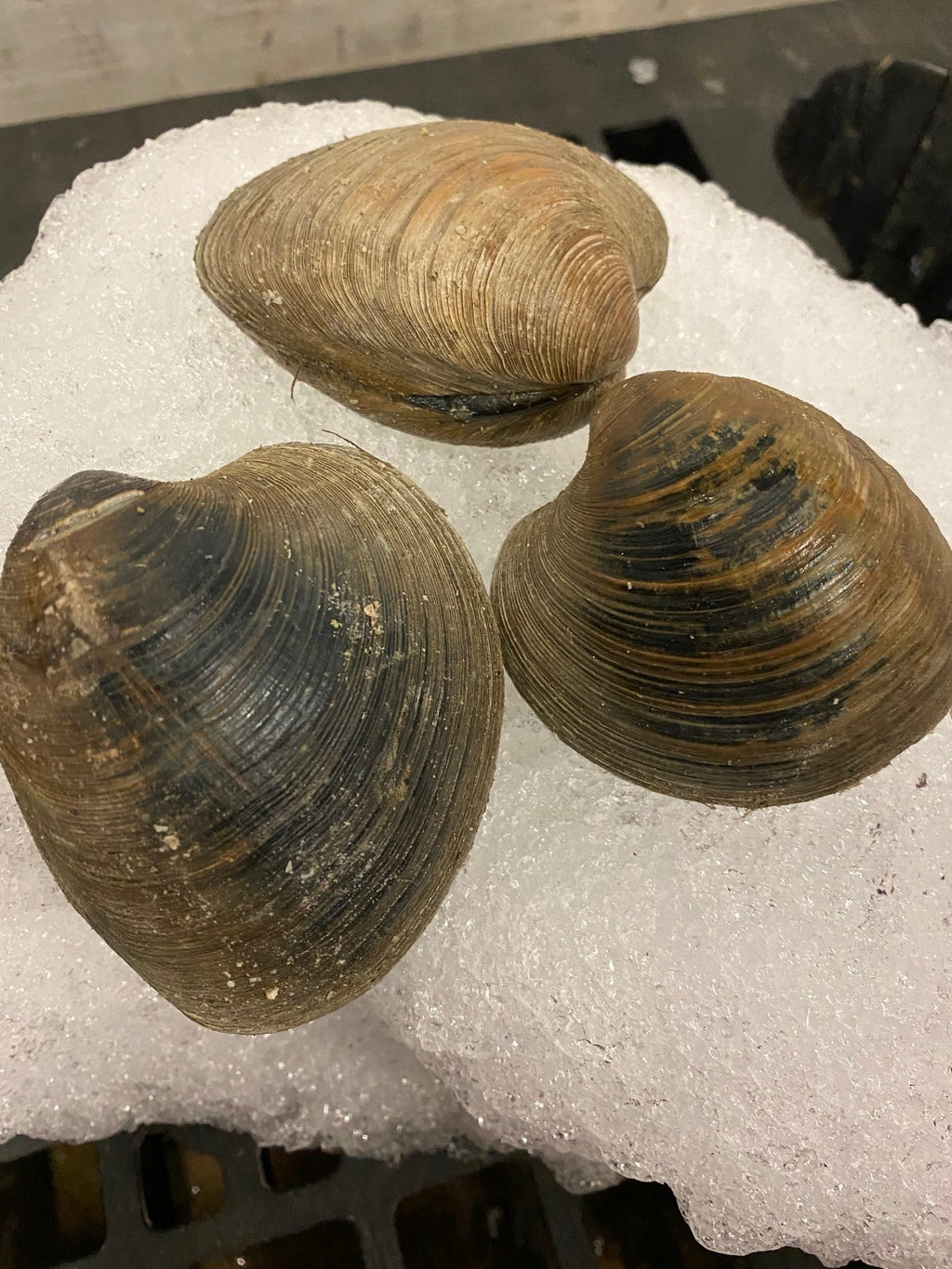 Cherry Stones (Qty 3-4 per order) - Larger Hard Shell Clam – The Fresh ...