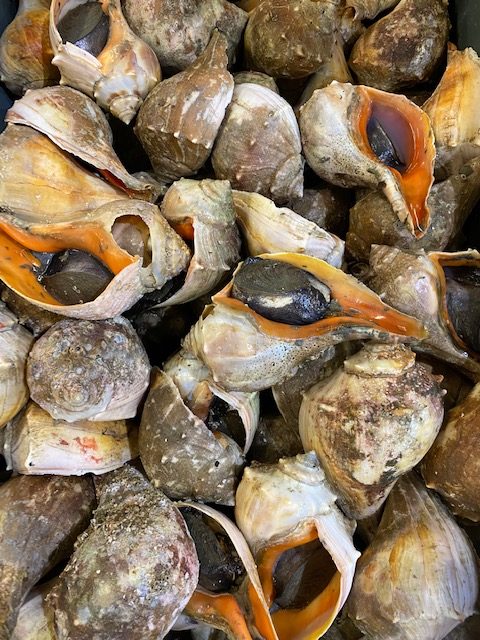Fresh Conch in Shell(10 pound bundle)Aprox 14-18 per order – The Fresh ...